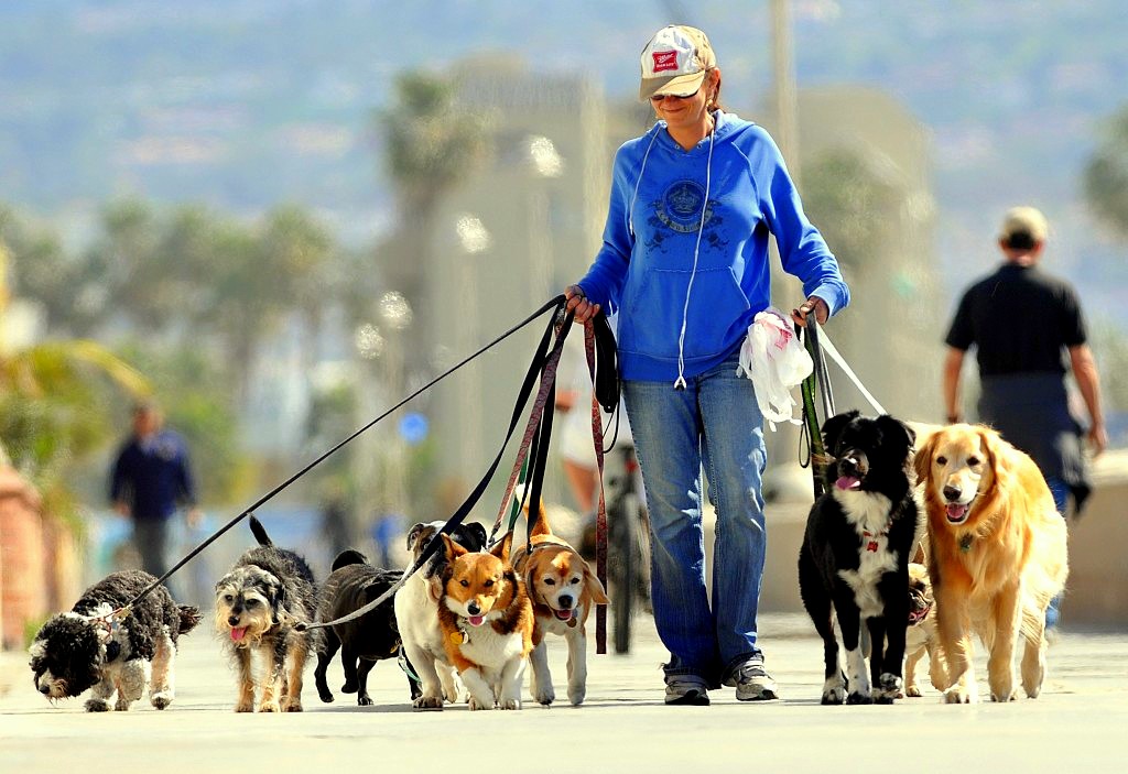 How To Stop Your Dog From Yanking On The Leash - Off The Leash Dog Training